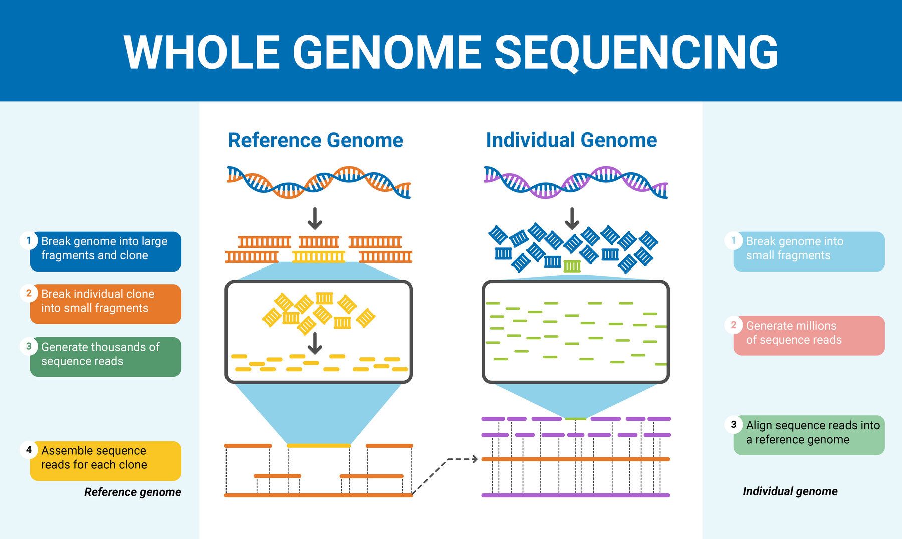 Whole Genome Sequencing 2022 