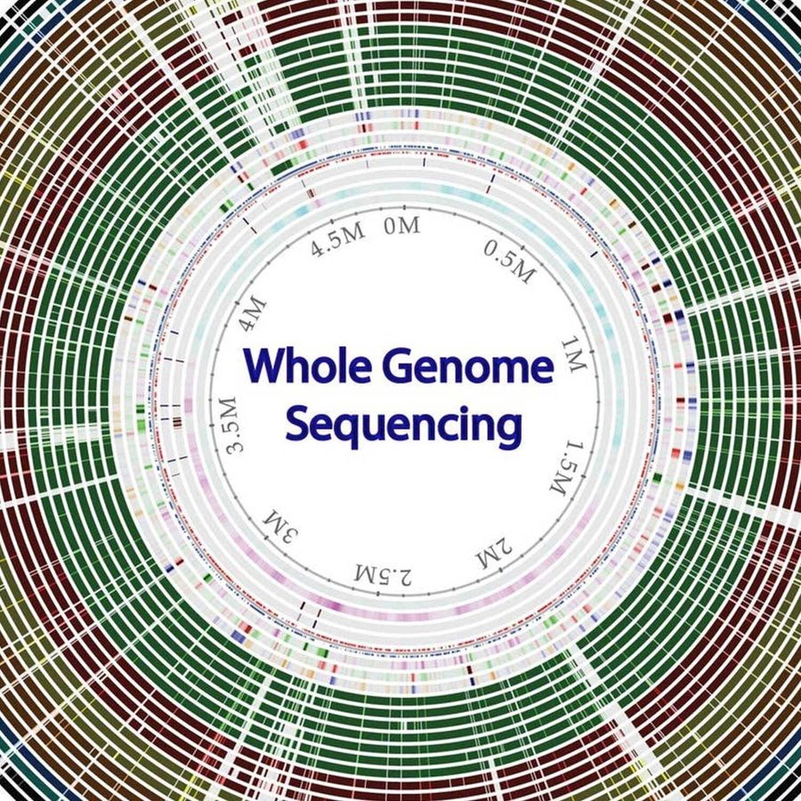 How To Use Genome Sequencing Data Files [UPDATED 2022] | Sequencing.com